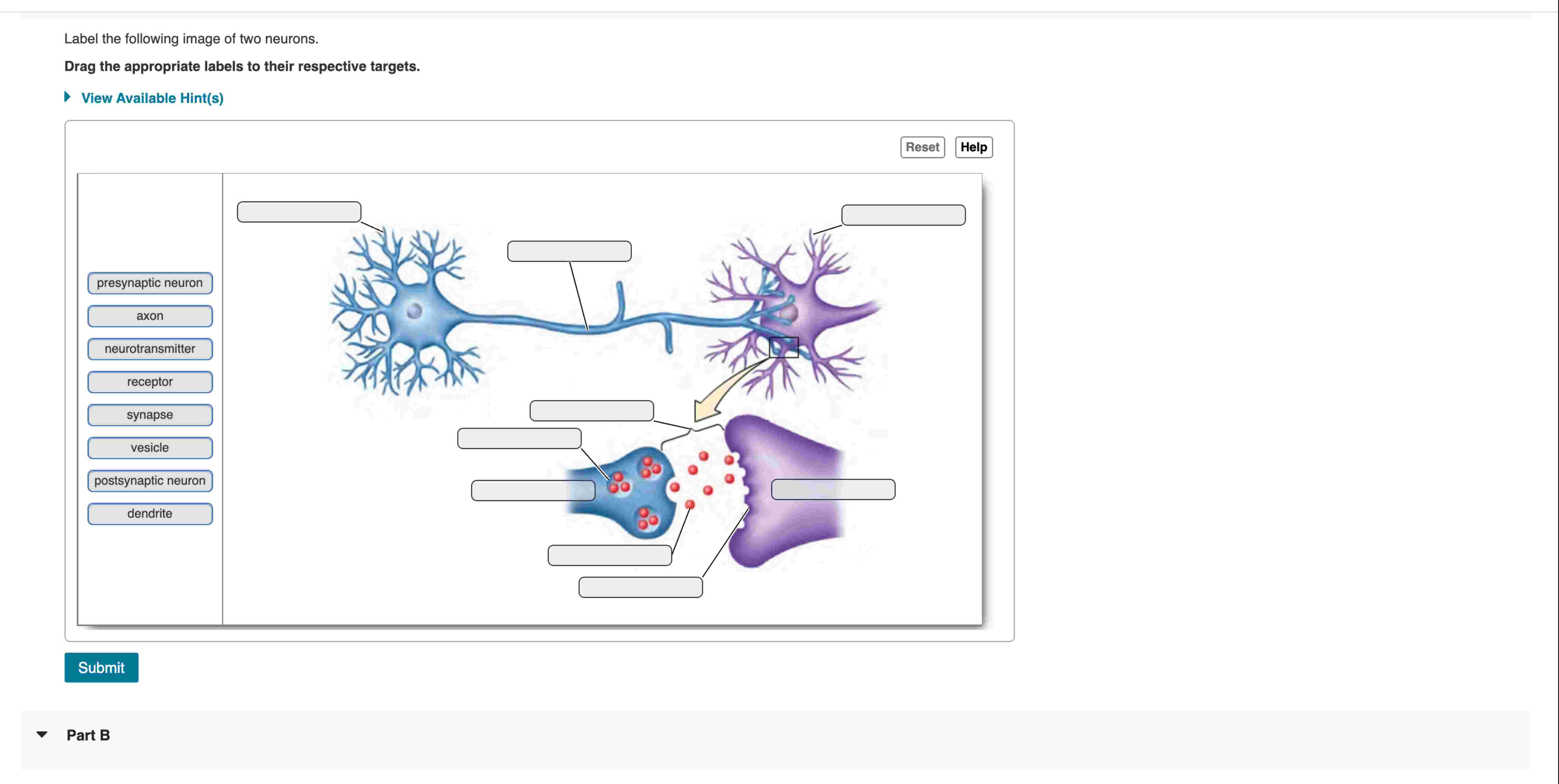Solved Label the following image of two neurons. Drag the | Chegg.com
