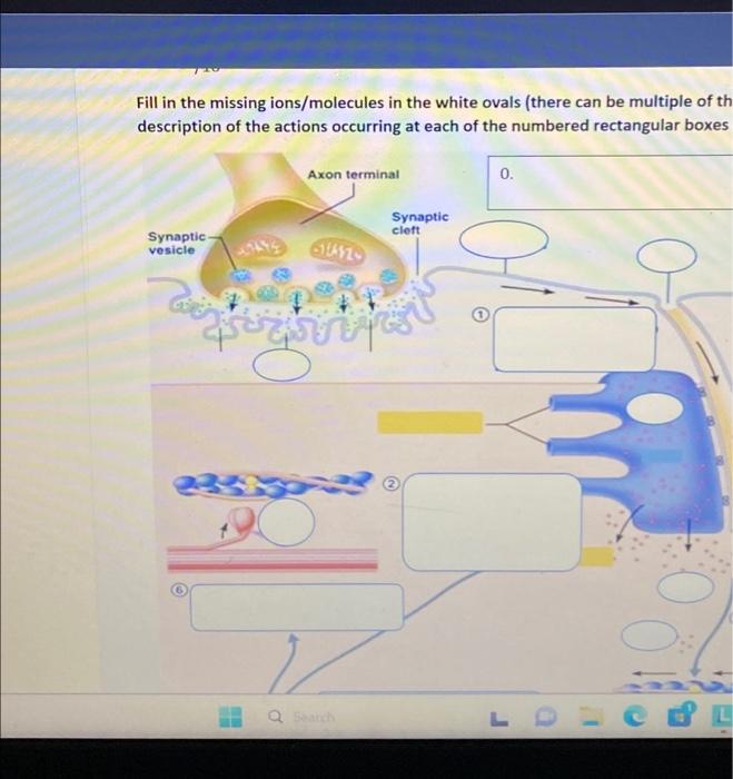 Fill in the missing ions/molecules in the white ovals | Chegg.com
