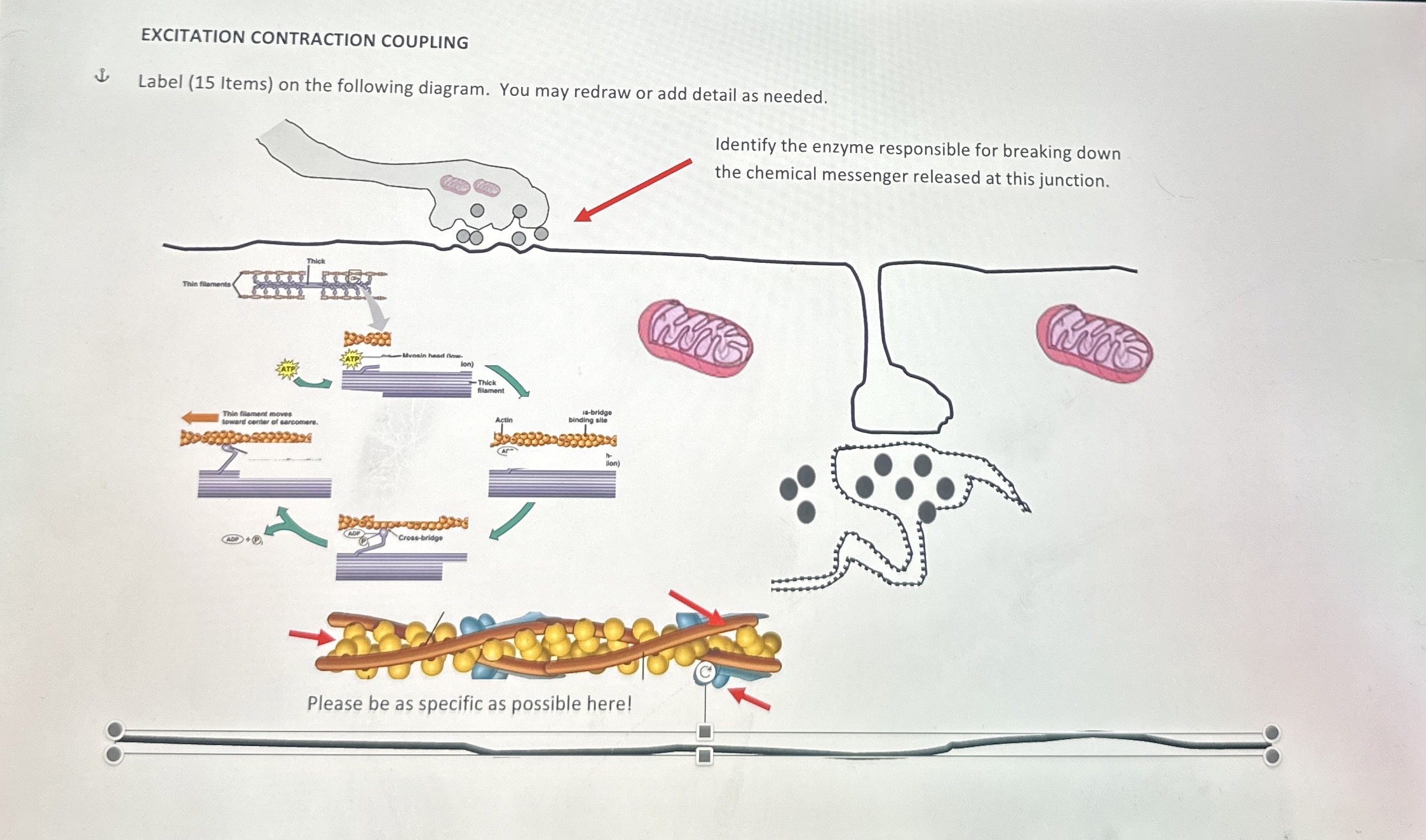 Solved EXCITATION CONTRACTION COUPLING&. ﻿Label (15 ﻿Items) | Chegg.com