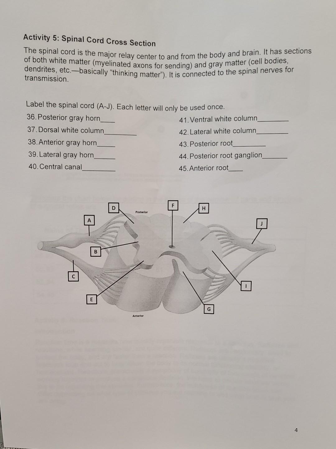 Solved Activity 5: Spinal Cord Cross Section The spinal cord | Chegg.com