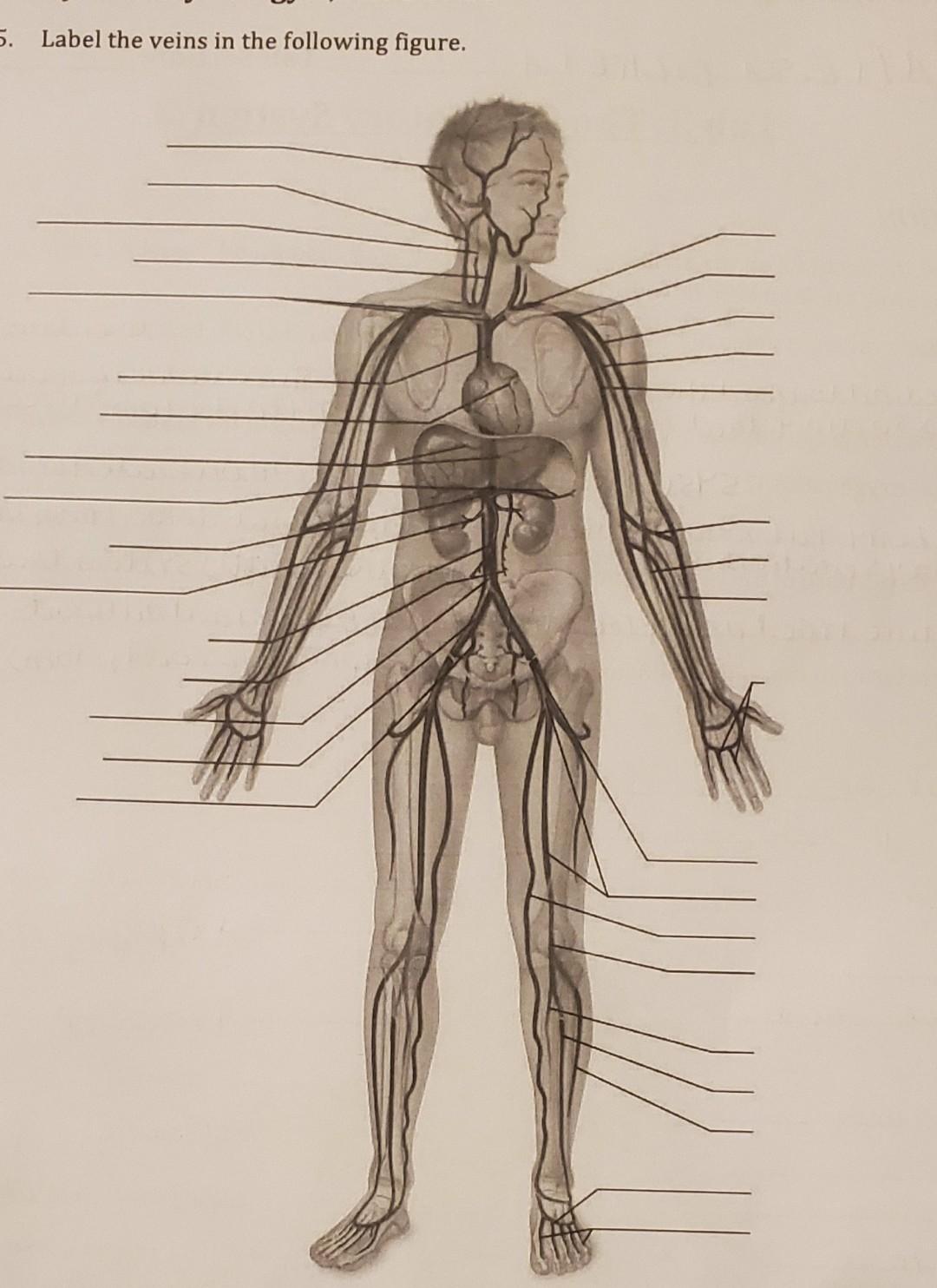 Solved Label the veins in the following figure. I ahal | Chegg.com