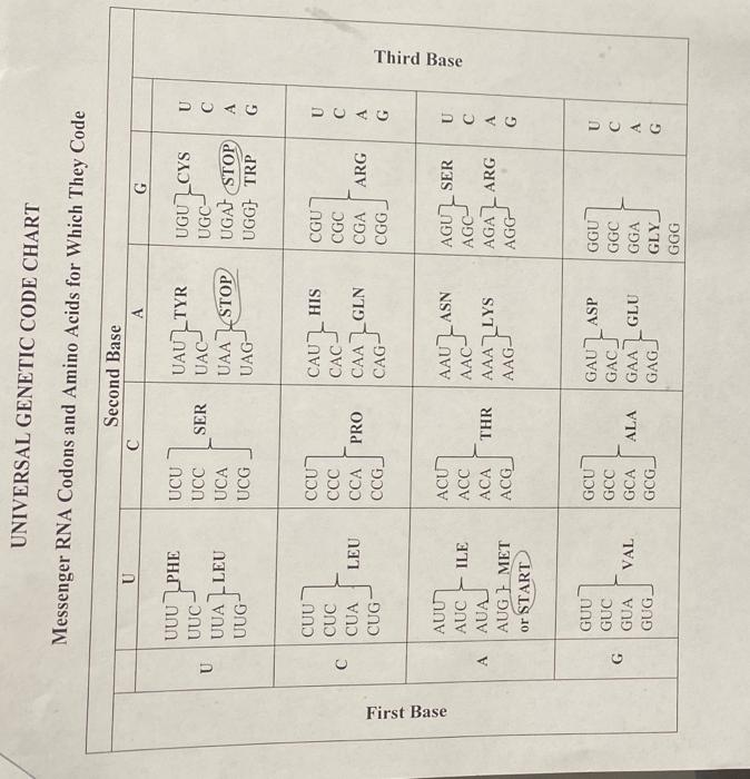Solved 19. Protein Synthesis. USE THIS DNA TEMPLATE to fill | Chegg.com