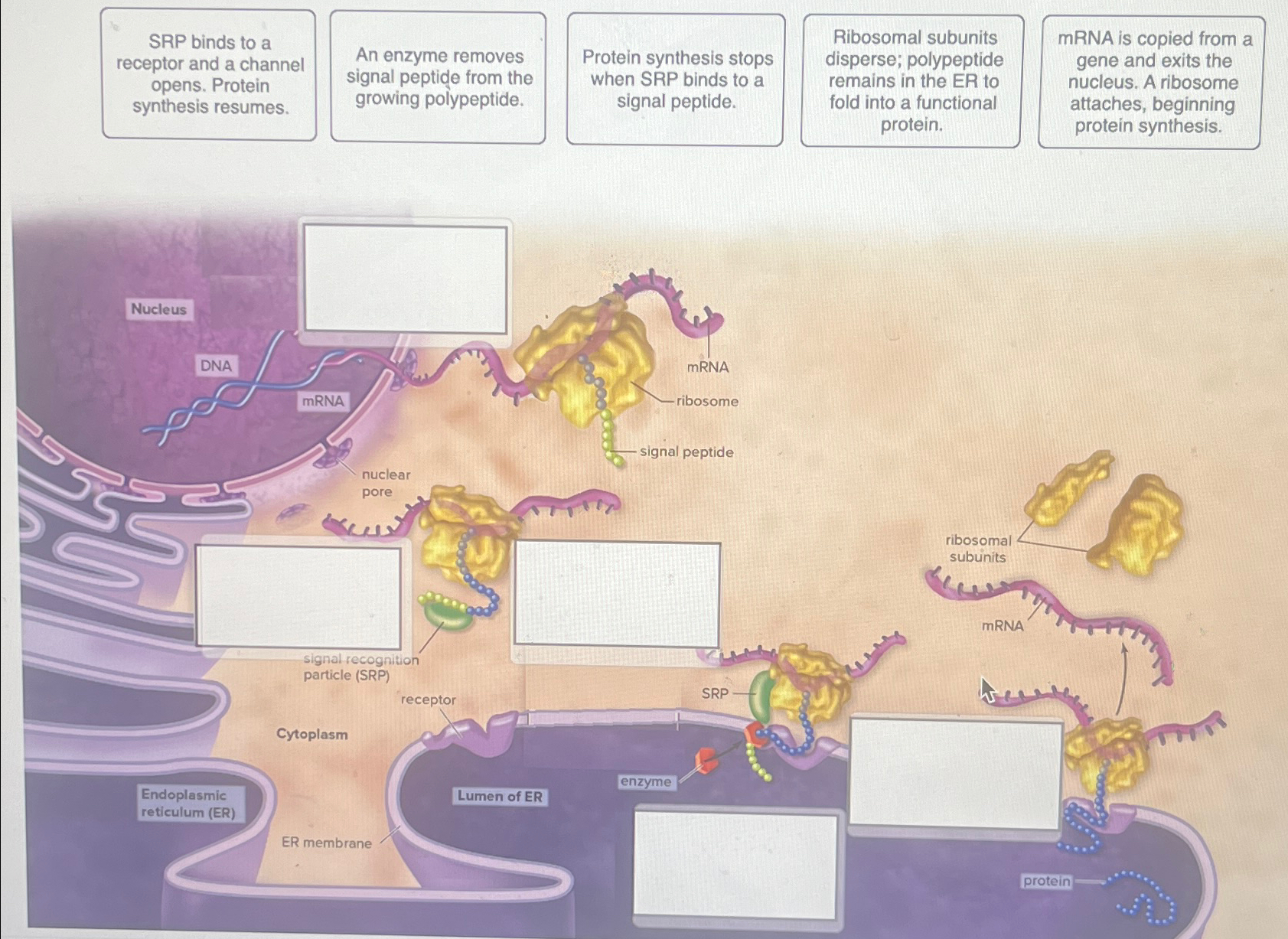Solved SRP binds to a receptor and a channel opens. Protein | Chegg.com
