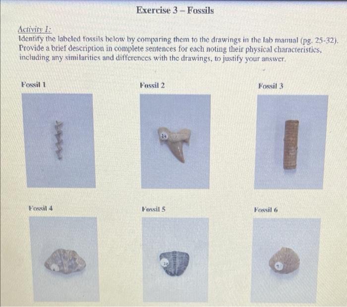 Solved Exercise 3 - Fossils Activity 1: Identify the labeled | Chegg.com