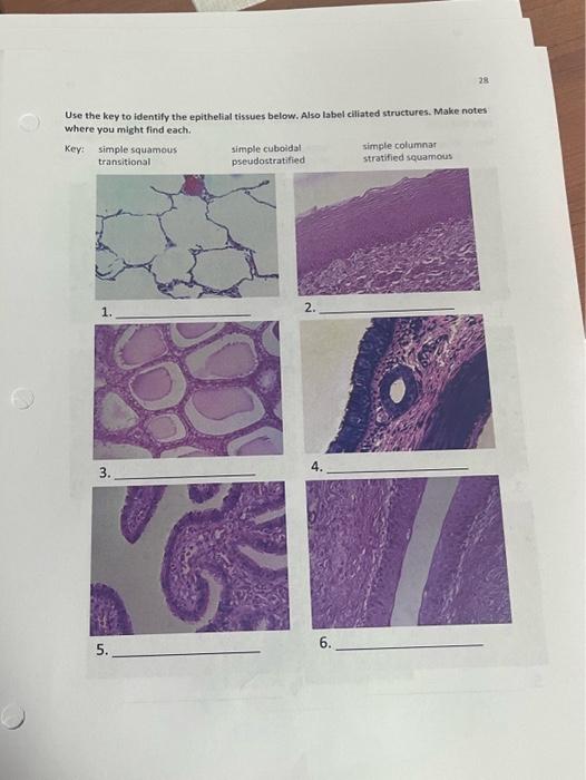 Solved Use the key to identify the epithelial tissues below. | Chegg.com