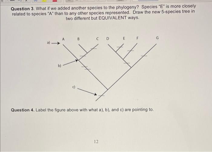 Solved Phylogeny and Cladistics Worksheet (These are the | Chegg.com