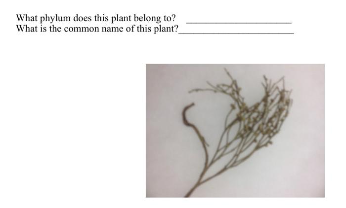 Solved What phylum does this plant belong to? What is the | Chegg.com