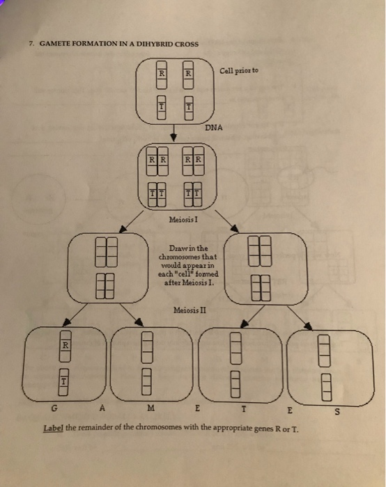 Solved 7. GAMETE FORMATION IN A DIHYBRID CROSS Cell prioz to | Chegg.com