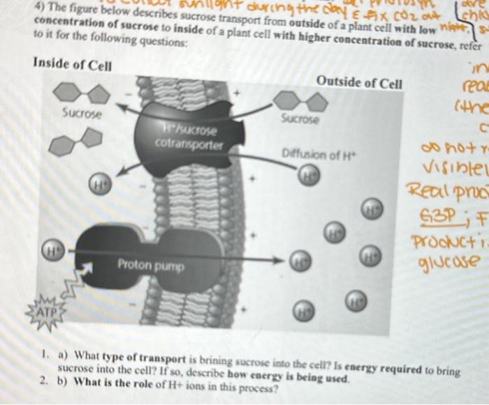 Solved 4) The figure below describes sucrose transport from | Chegg.com