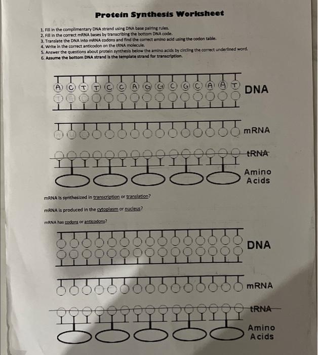 Solved Protein Synthesis Worksheet 1. Fill in the | Chegg.com