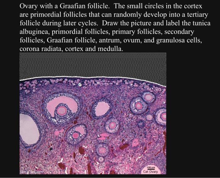 Solved Ovary with a Graafian follicle. The small circles in | Chegg.com