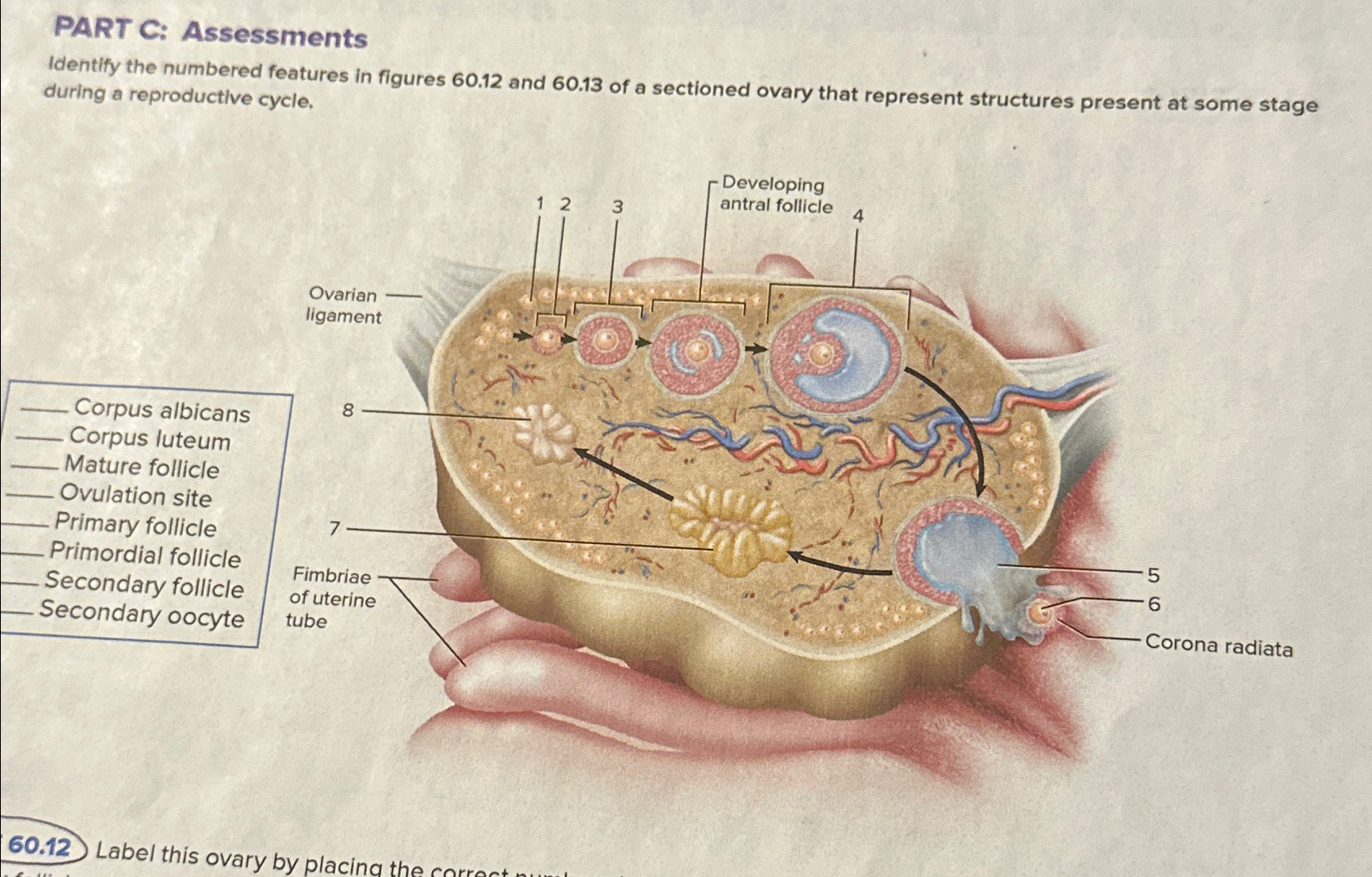 Solved PART C: AssessmentsIdentlfy the numbered features in | Chegg.com