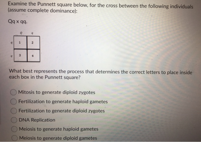 Solved Examine the Punnett square below, for the cross | Chegg.com