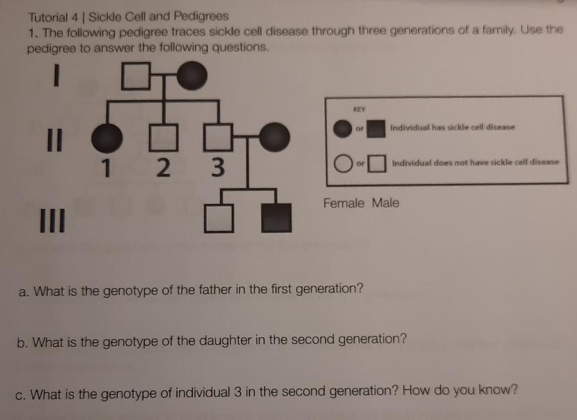 Solved Tutorial 4 | ﻿Sickle Cell and PedigreesThe following | Chegg.com