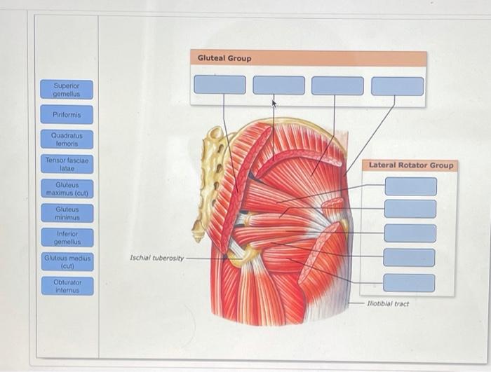 Solved Assignments. Appendicular muscles. Lower limbs. Post | Chegg.com