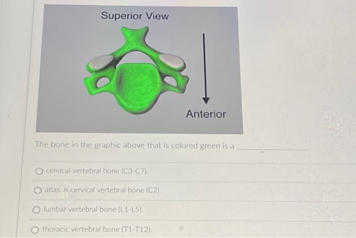 The bone in the graphic above that is colored green | Chegg.com