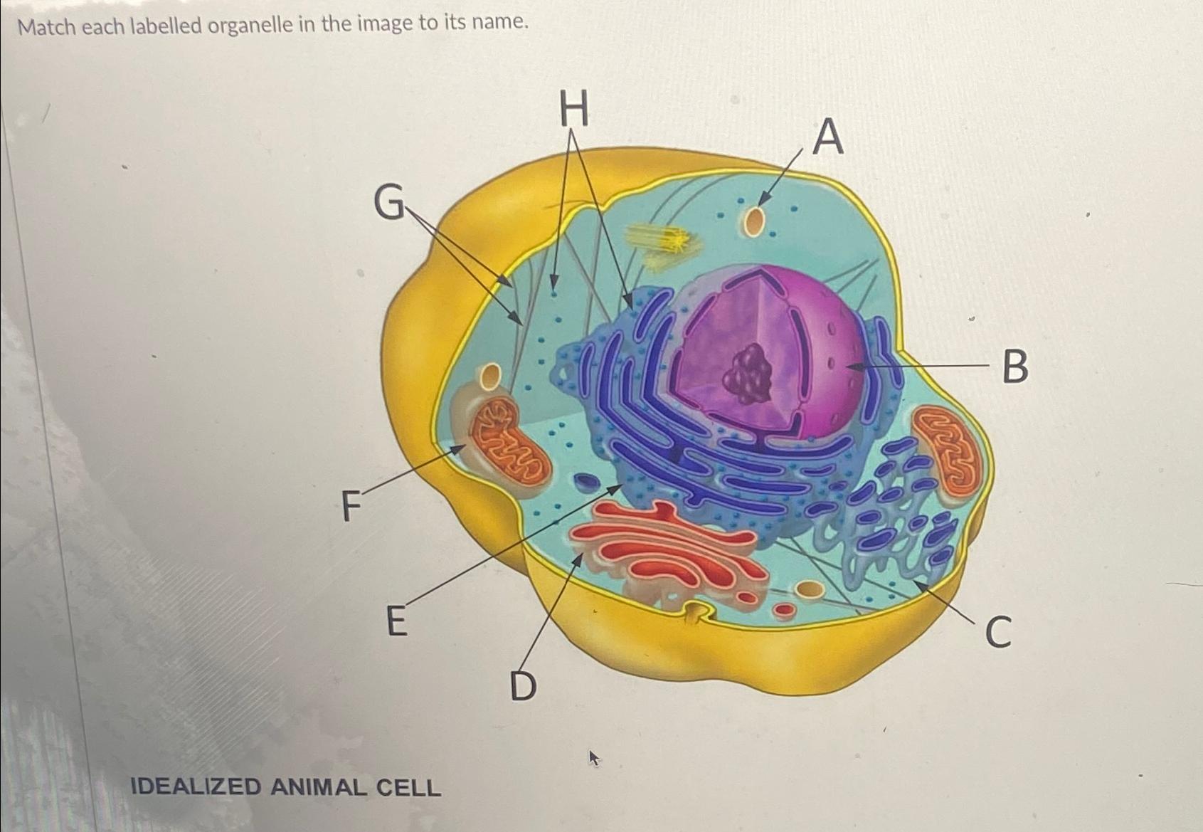 Solved Match each labelled organelle in the image to its | Chegg.com