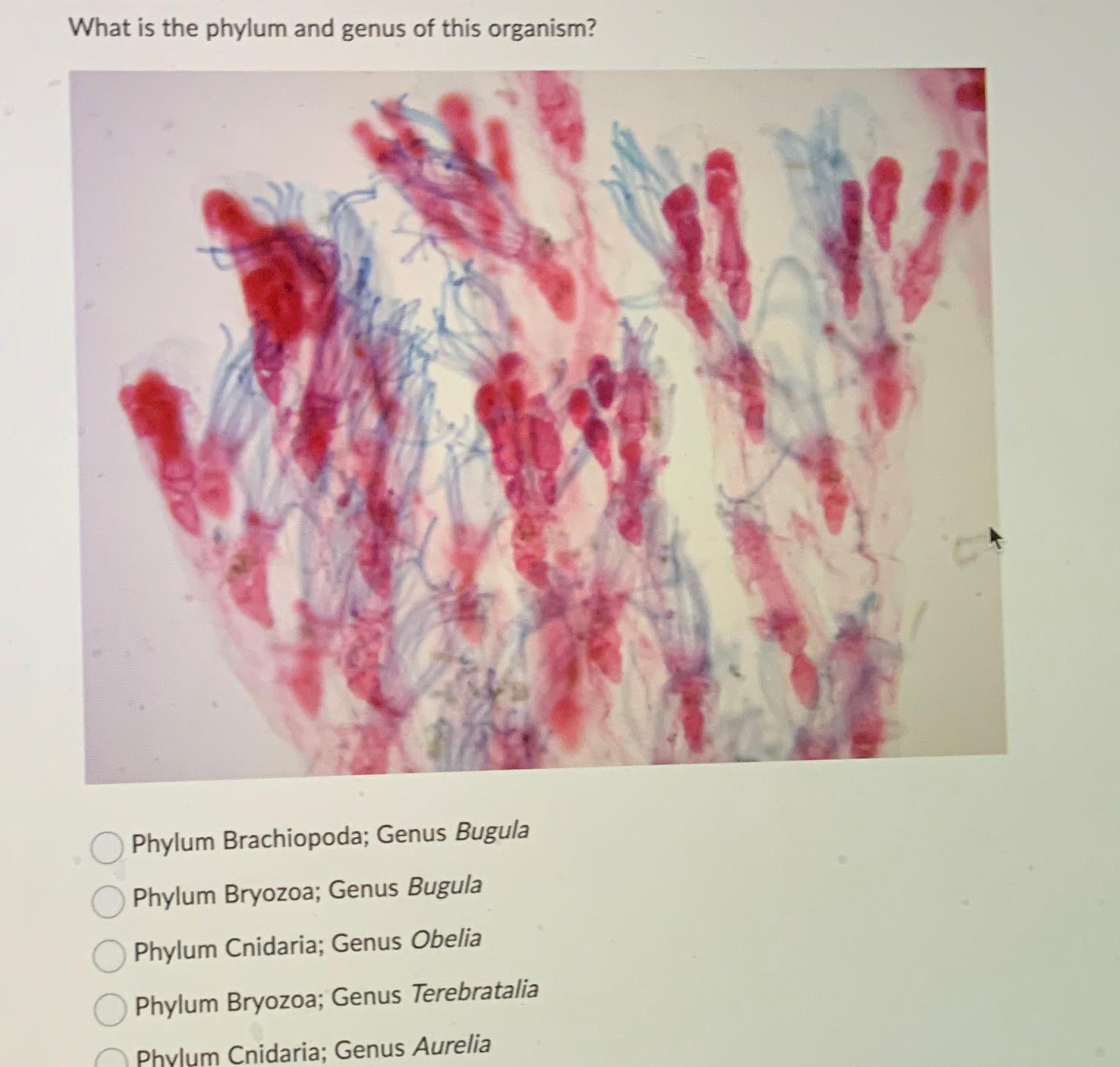 Solved What is the phylum and genus of this organism?Phylum | Chegg.com