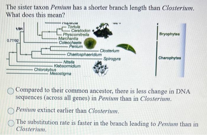 Solved The sister taxon Penium has a shorter branch length | Chegg.com