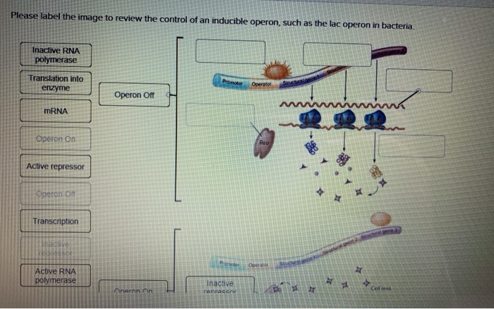 Solved Please label the image to review the control of an | Chegg.com