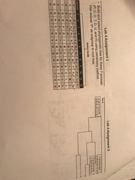 Solved Lab 4 Assignment 3 Tree A 1P-2E-3F-4S-5V-6R- | Chegg.com