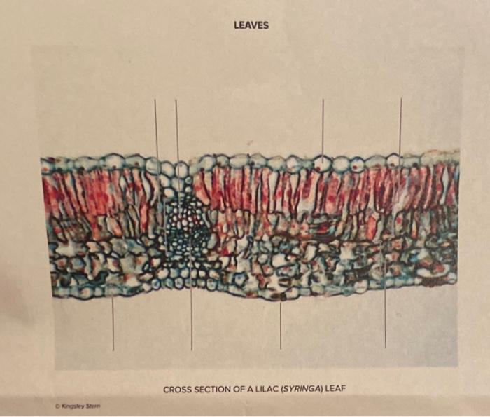 Solved LEAVES CROSS SECTION OF A LILAC (SYRINGA) LEAF | Chegg.com