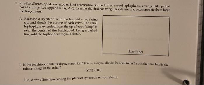 Solved 3. Spiriferid brachiopods are another kind of | Chegg.com