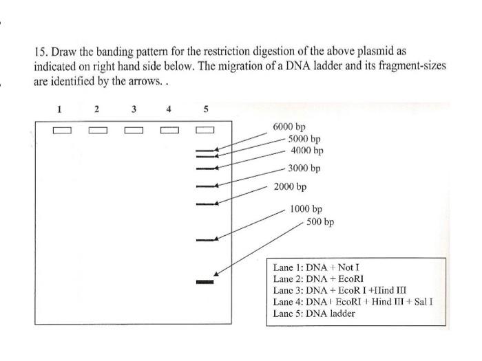 15. Draw the banding pattern for the restriction | Chegg.com