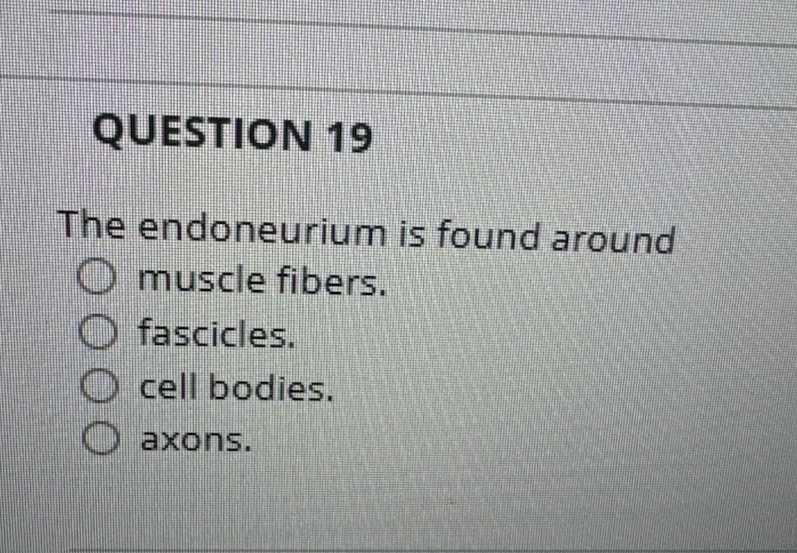 Solved QUESTION 19The endoneurium is found around muscle | Chegg.com