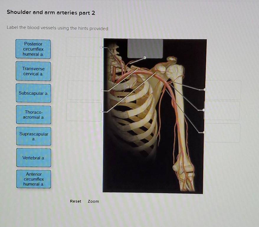 Solved Shoulder and arm arteries part 2 Label the blood | Chegg.com