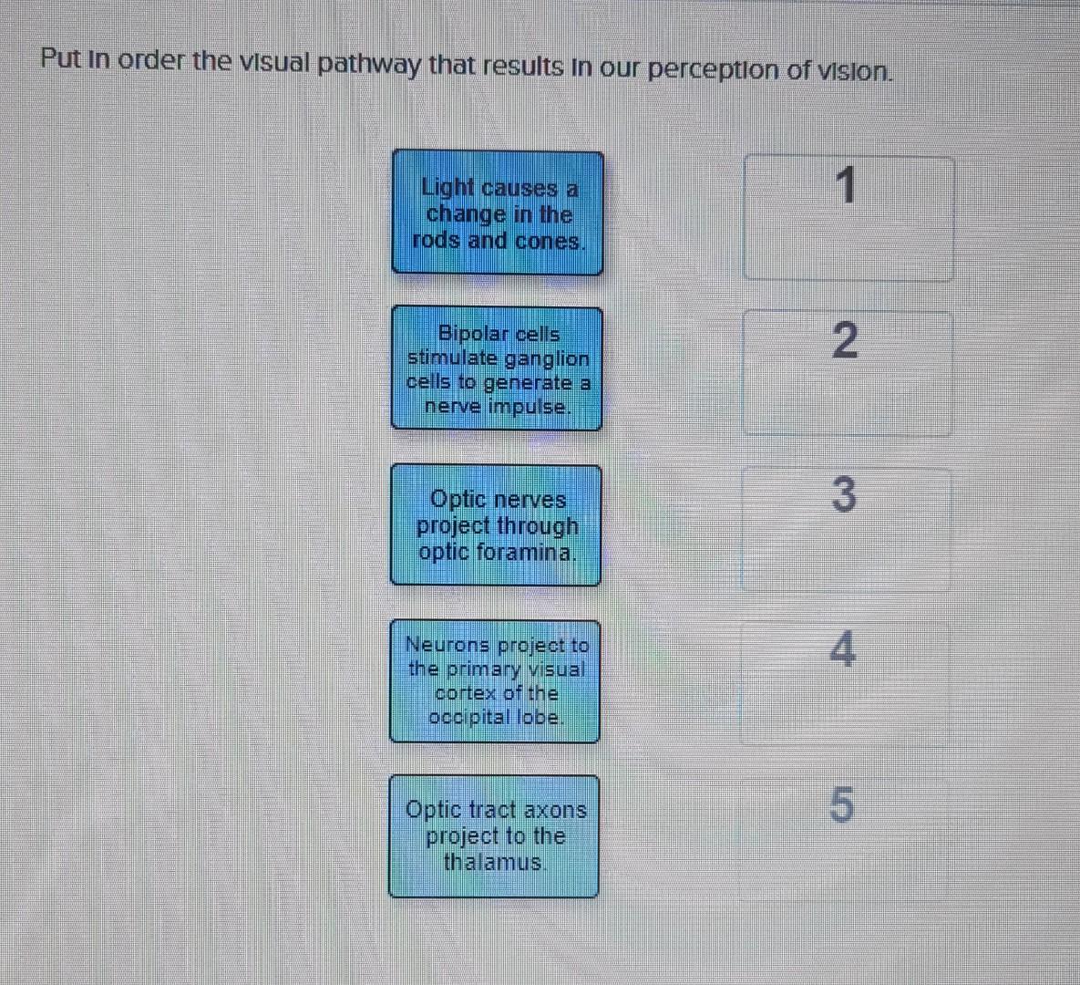 Solved Put In order the visual pathway that results in our | Chegg.com
