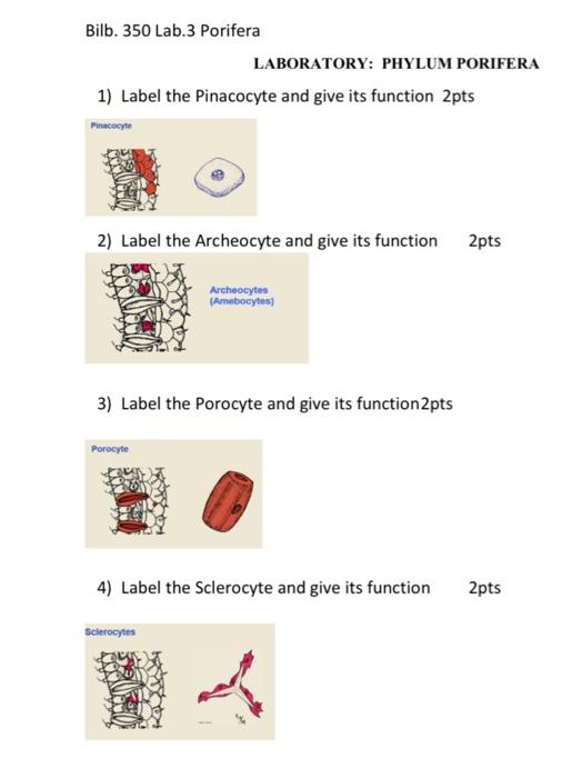 Solved Bilb. 350 Lab.3 Porifera LABORATORY: PHYLUM PORIFERA | Chegg.com
