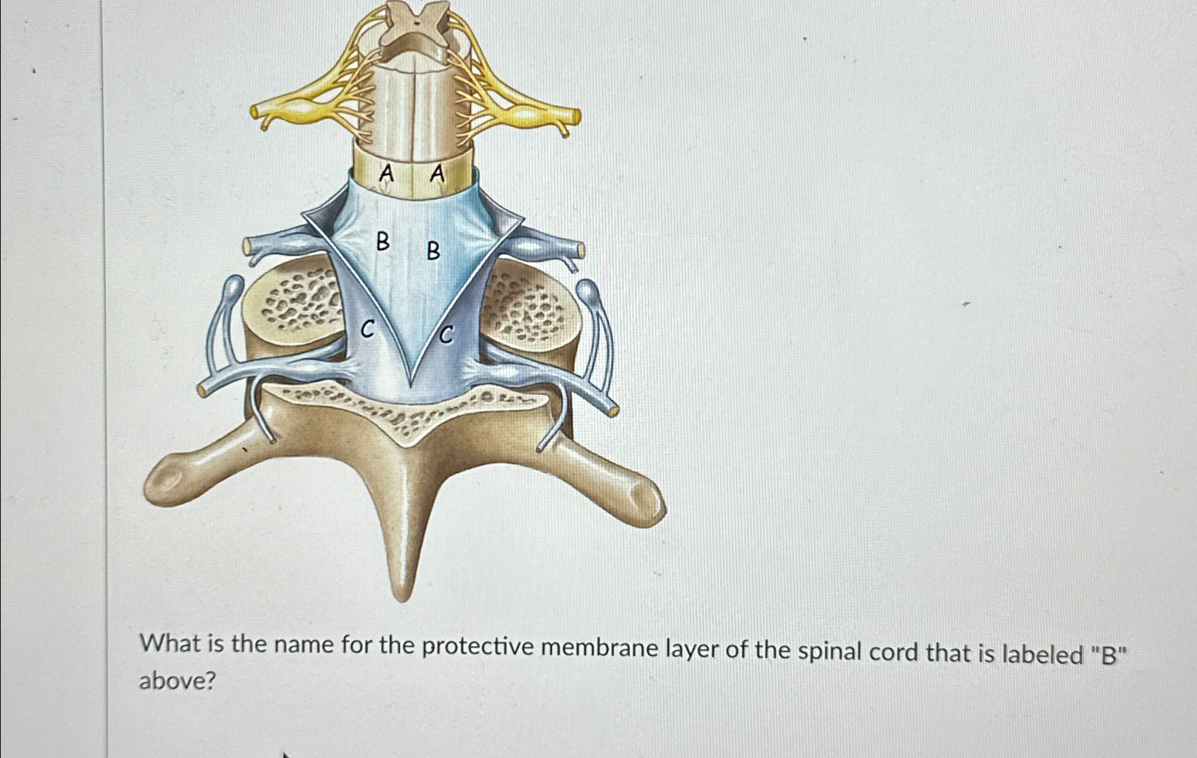 Solved What is the name for the protective membrane layer of | Chegg.com