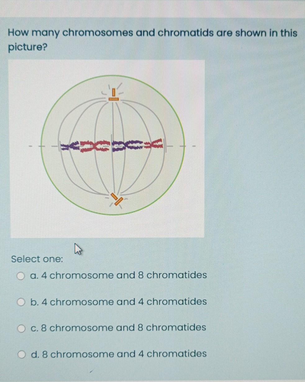 Solved How many chromosomes and chromatids are shown in this | Chegg.com