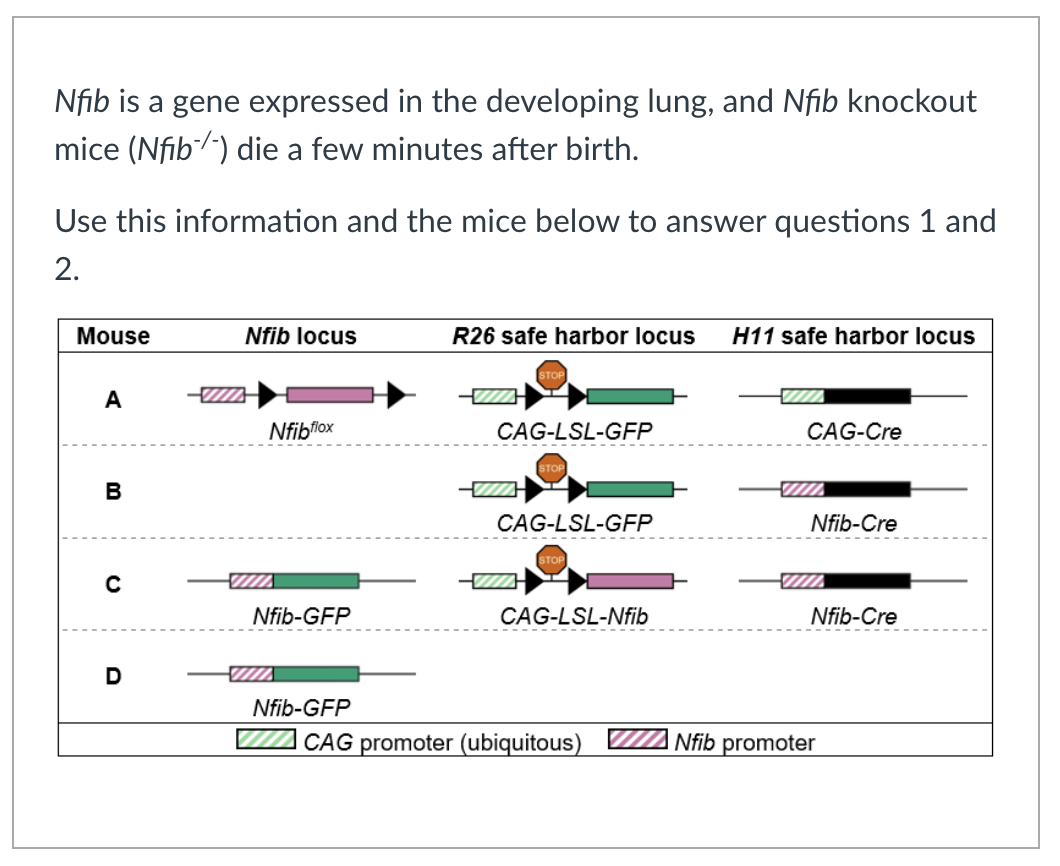 Solved Nfib is a gene expressed in the developing lung, and | Chegg.com