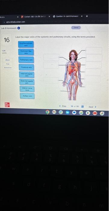 Solved label the major veins of the systemic and pulmonary | Chegg.com