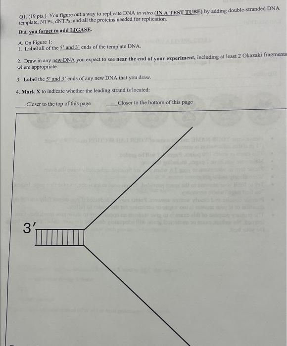 Solved Q1. (19 pts.) You figure out a way to replicate DNA | Chegg.com