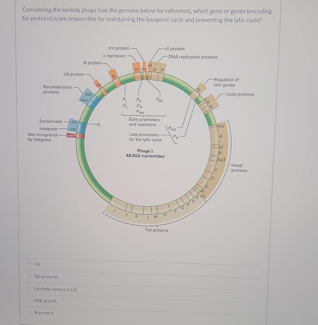 Solved Considering the lambda phage (see the genome below | Chegg.com