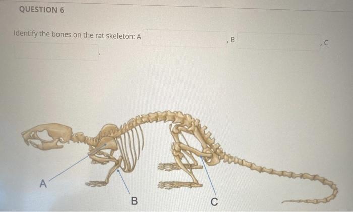 Solved QUESTION 6 Identify the bones on the rat skeleton: A | Chegg.com