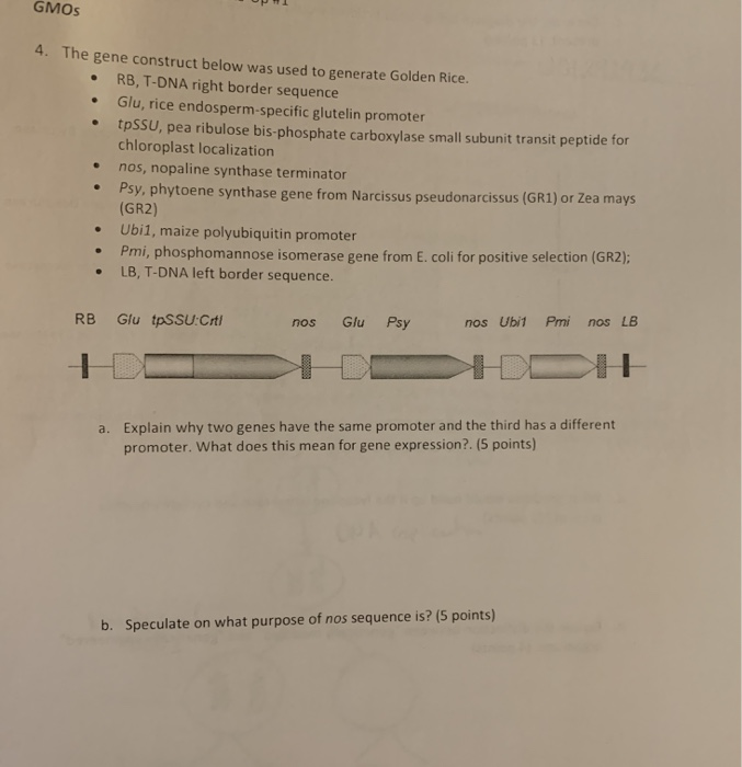Solved OP1 GMOs 4. The gene construct below was used to | Chegg.com