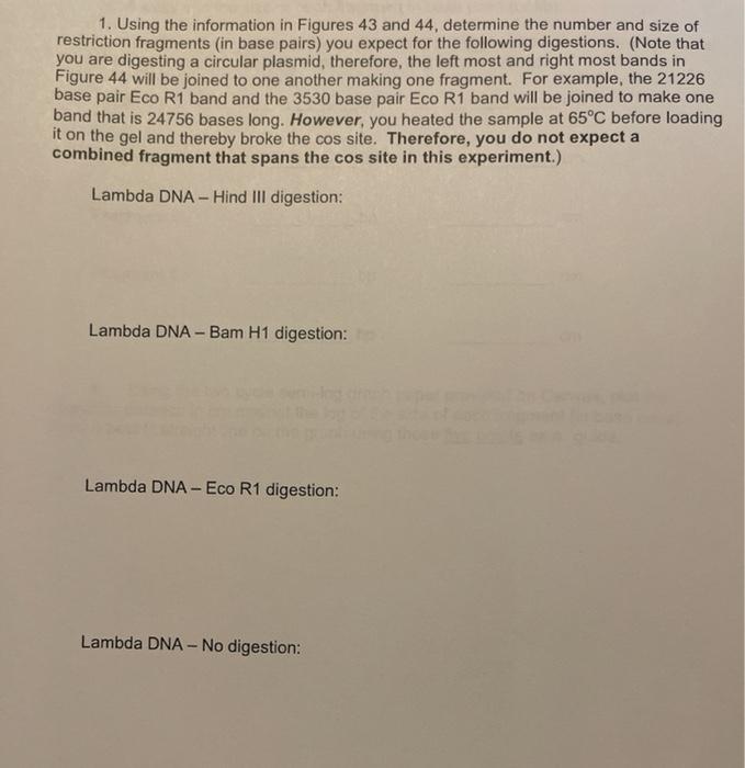 Solved Lambda DNA - HindIII digestion / Lambda DNA - BamHI | Chegg.com