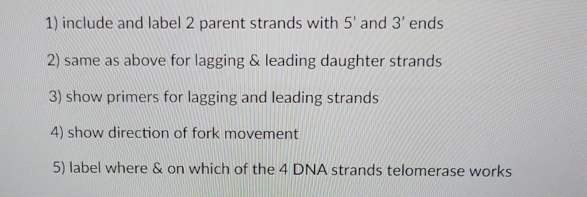 Solved How would I label #5 in my drawing? Also, am I | Chegg.com