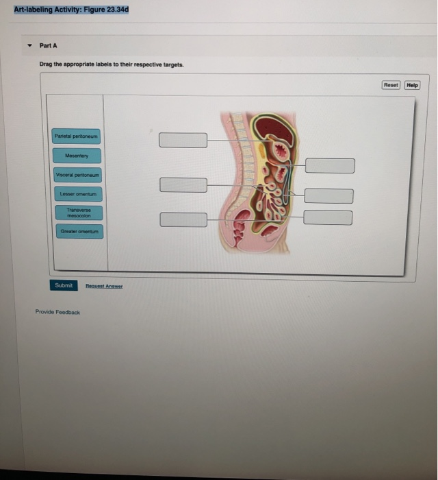Solved Art Labeling Activity The Large Intestine Part - vrogue.co Solved Art Labeling Activity The Large Intestine Part - vrogue.co