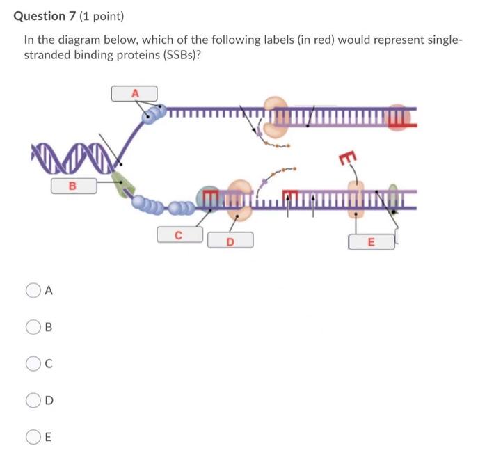 Solved Question 7 (1 point) In the diagram below, which of | Chegg.com
