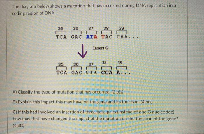 Solved The diagram below shows a mutation that has occurred | Chegg.com