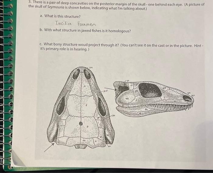 Solved 3. There is a pair of deep concavities on the | Chegg.com