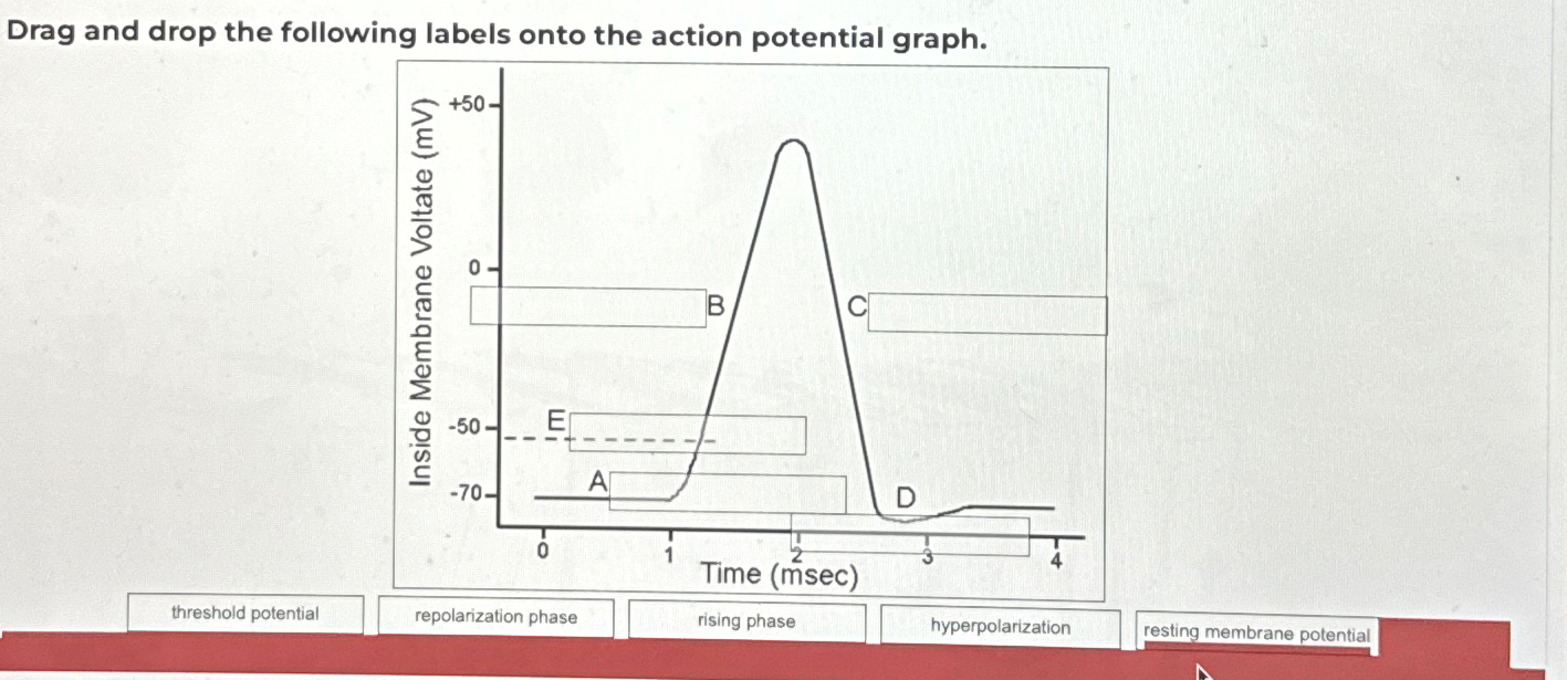 Solved Drag and drop the following labels onto the action | Chegg.com