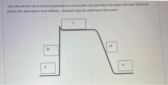 Solved Use the picture of an action potential in a | Chegg.com