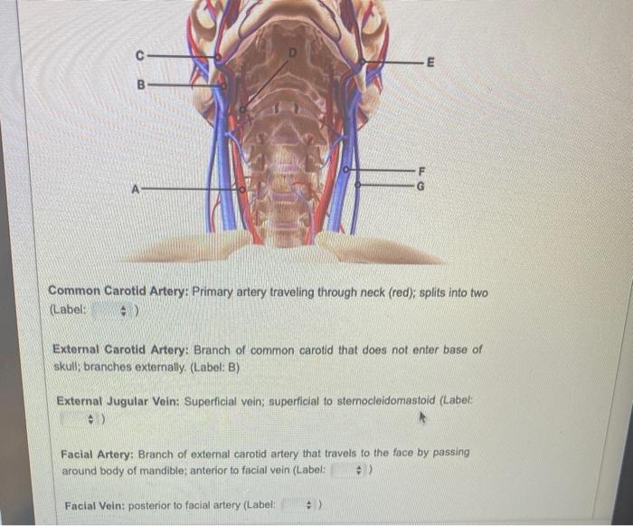 Solved E F G Common Carotid Artery: Primary artery traveling | Chegg.com