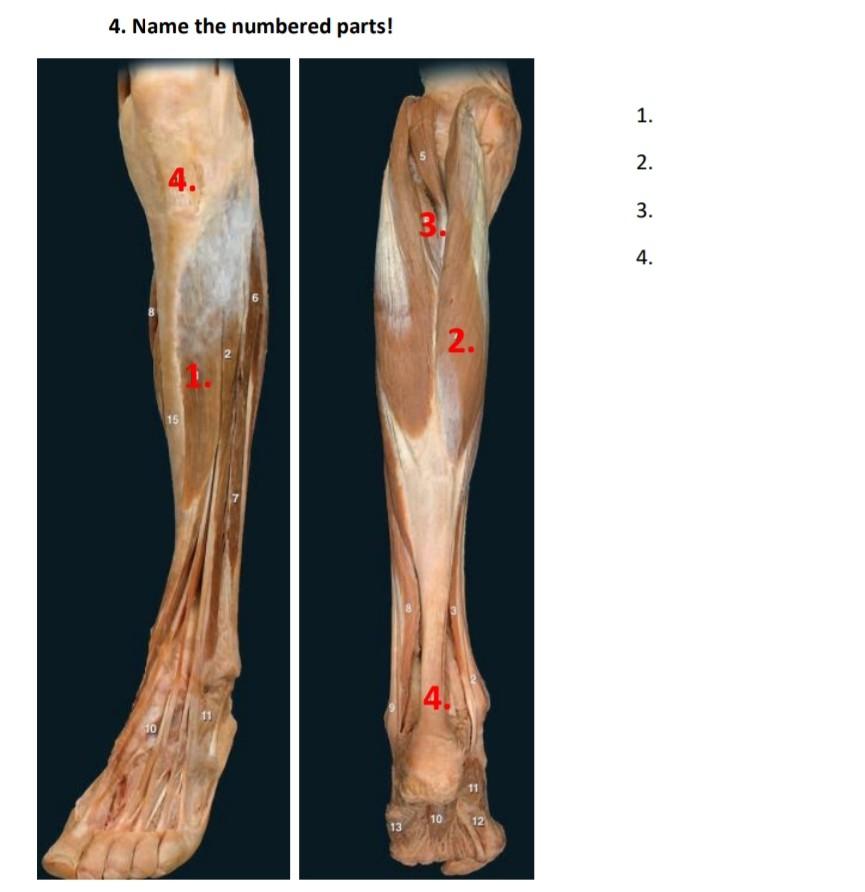 1. Name the numbered parts! 4. Name the numbered | Chegg.com